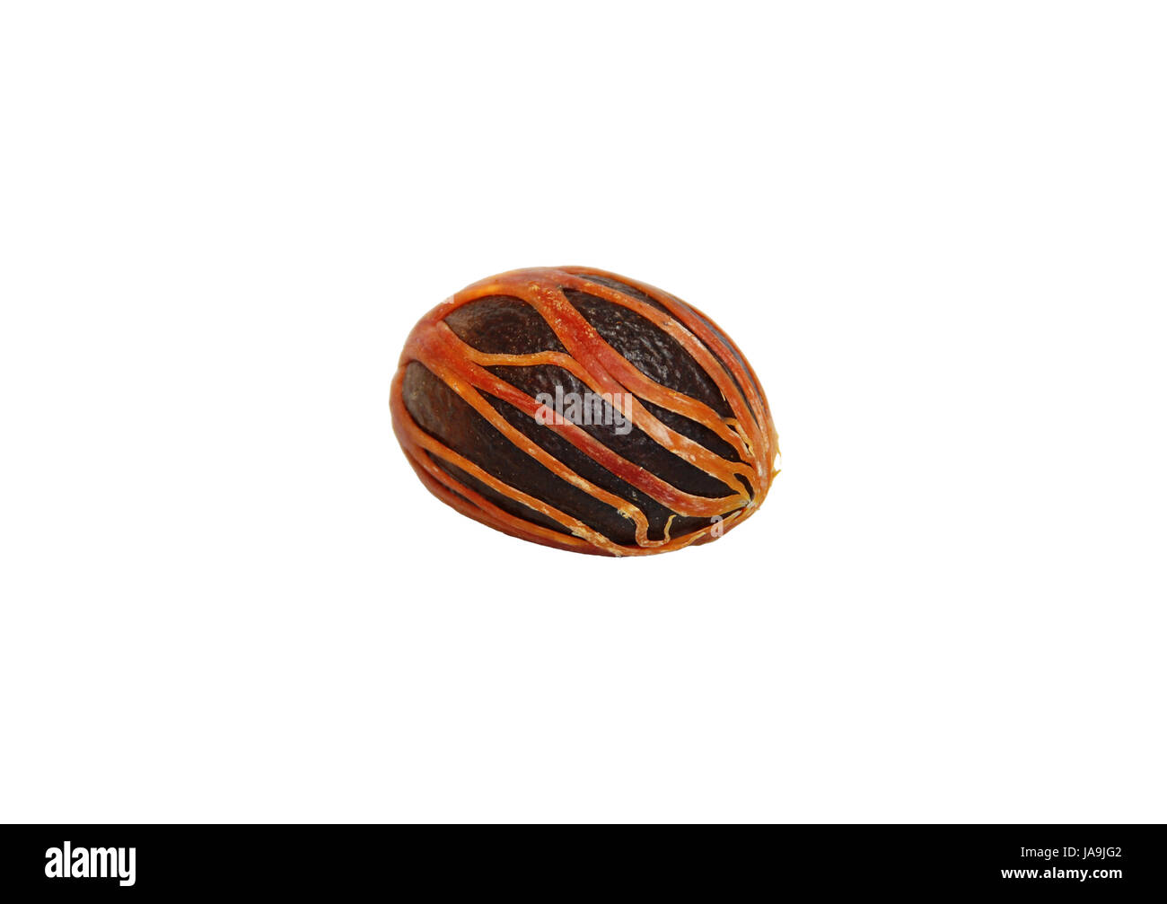 One whole nutmeg seed covered in mace, isolated on a white background ...