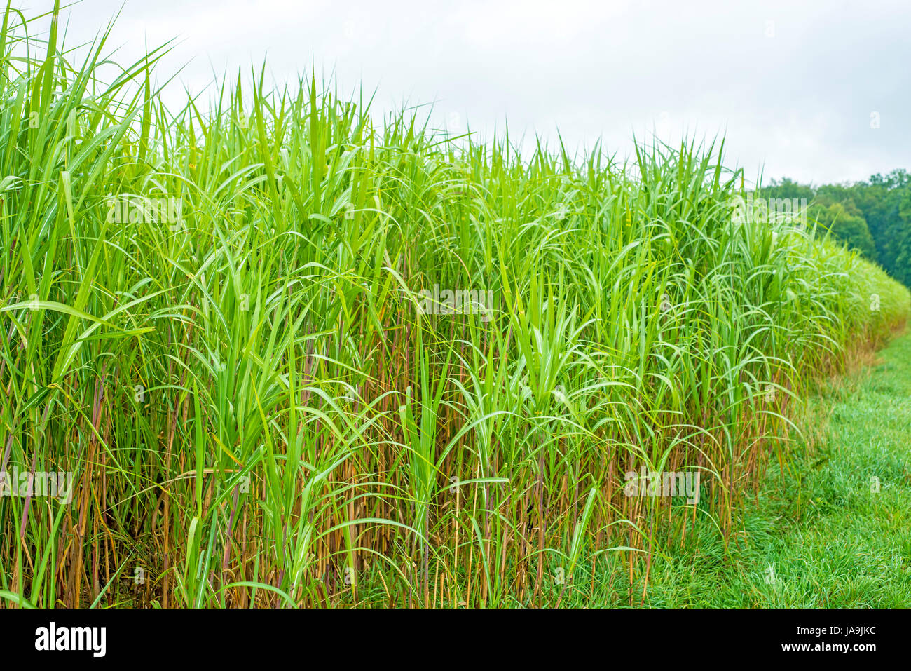 field, cultivation, utilization, agrarian, agriculture, farming, field ...