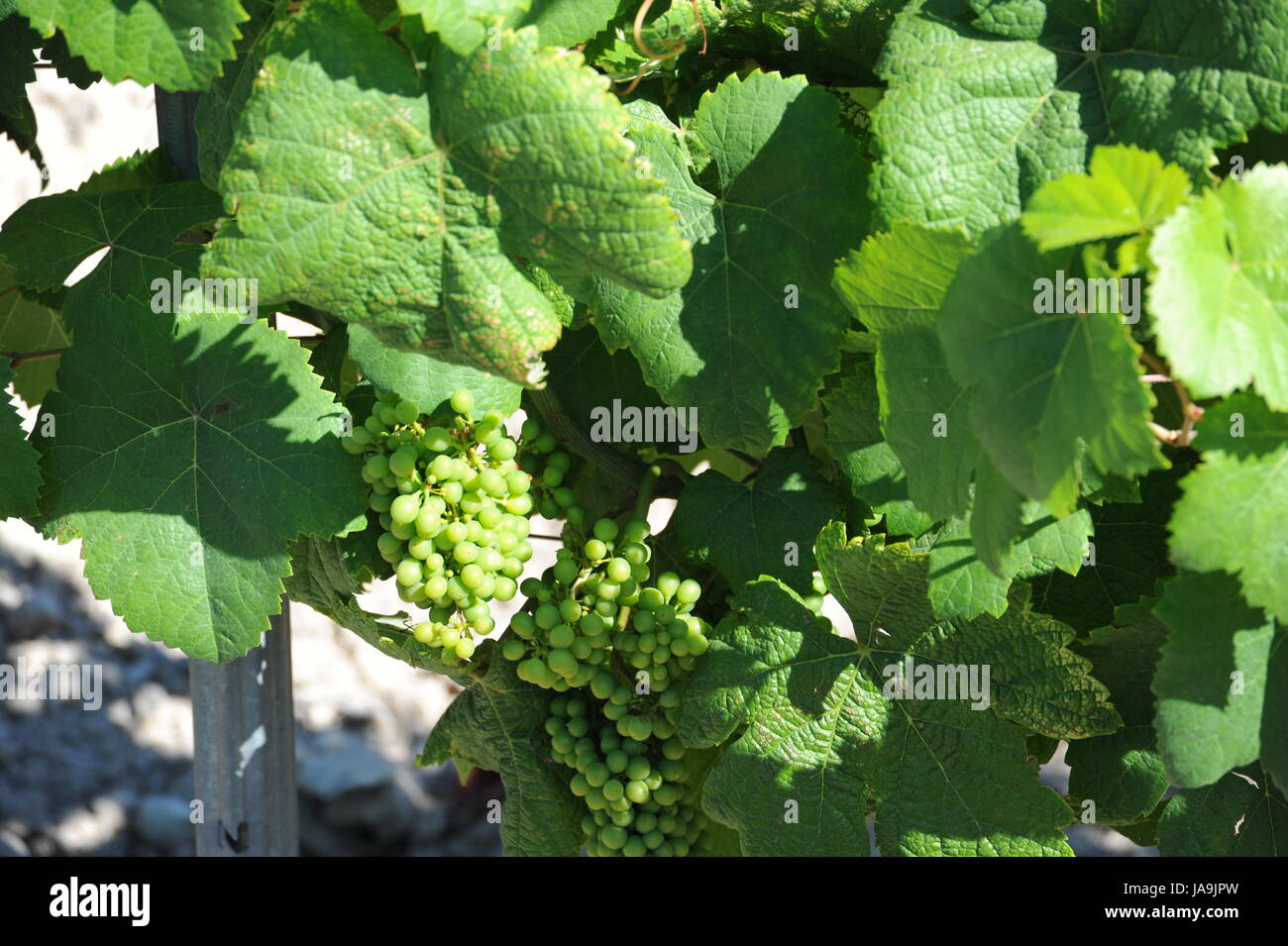 spain - vines Stock Photo - Alamy