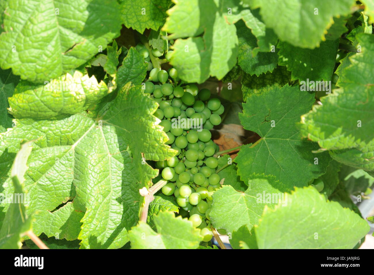 green, vineyard, vines, valley, vine, grape vine, grape-vine, grapes, bunches Stock Photo - Alamy