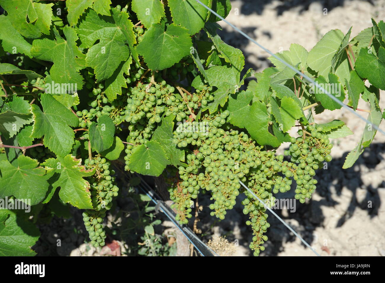 green, spain, grapes, firmament, sky, vine, grape vine, grape-vine ...