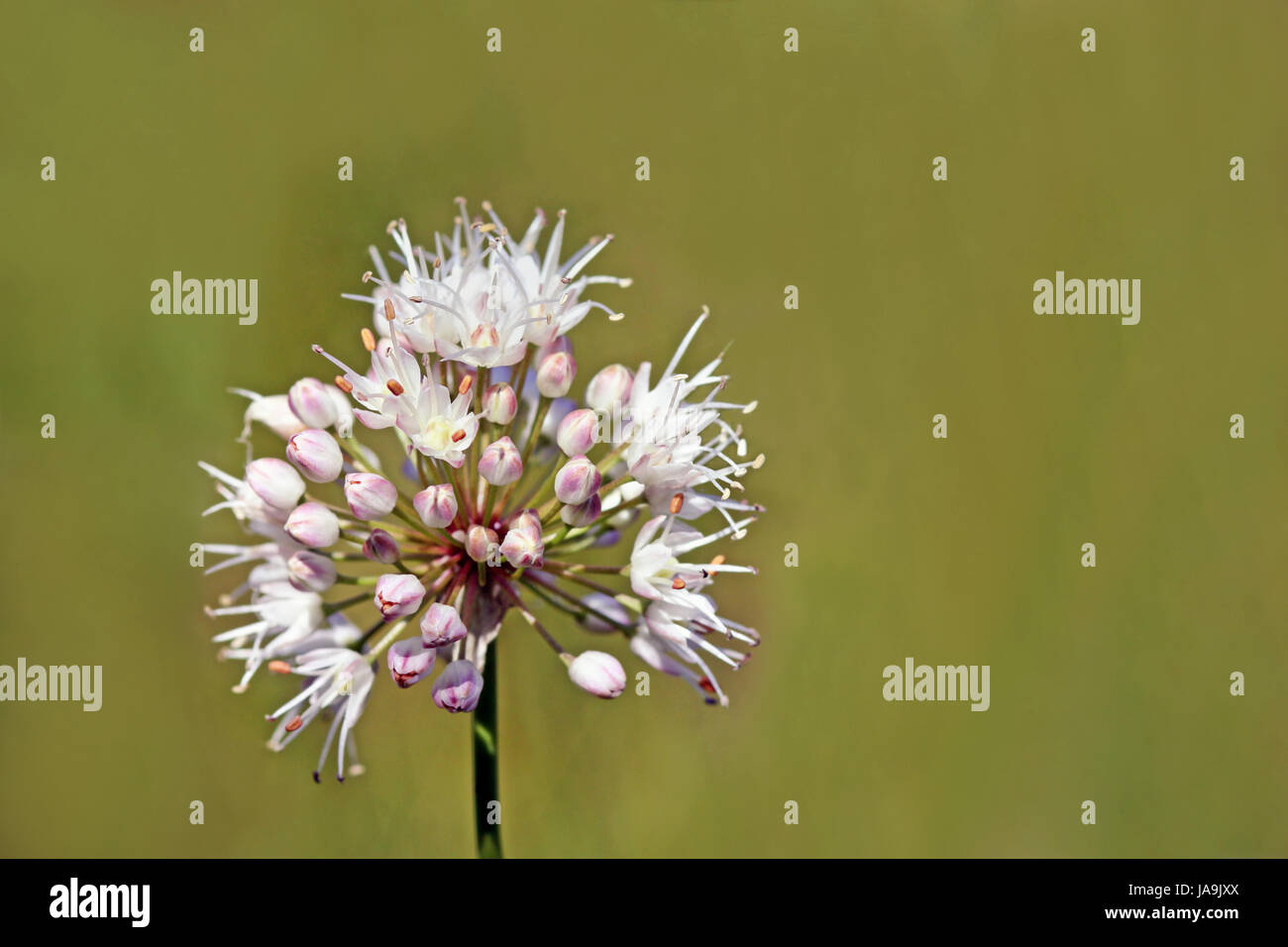 leek, flora, botany, blank, european, caucasian, blossoms, rare ...