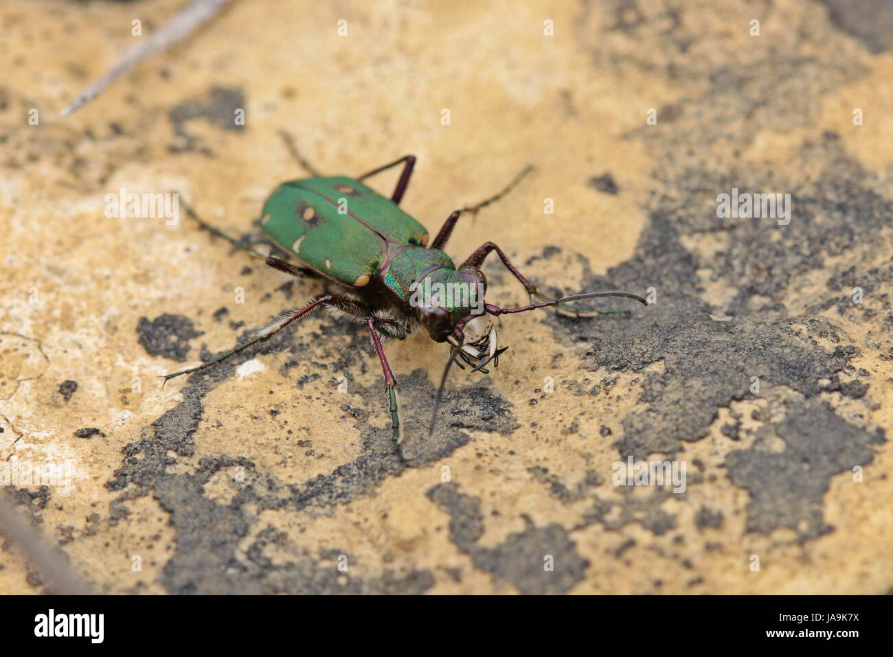 field sand stalker (cicindela campestris Stock Photo - Alamy