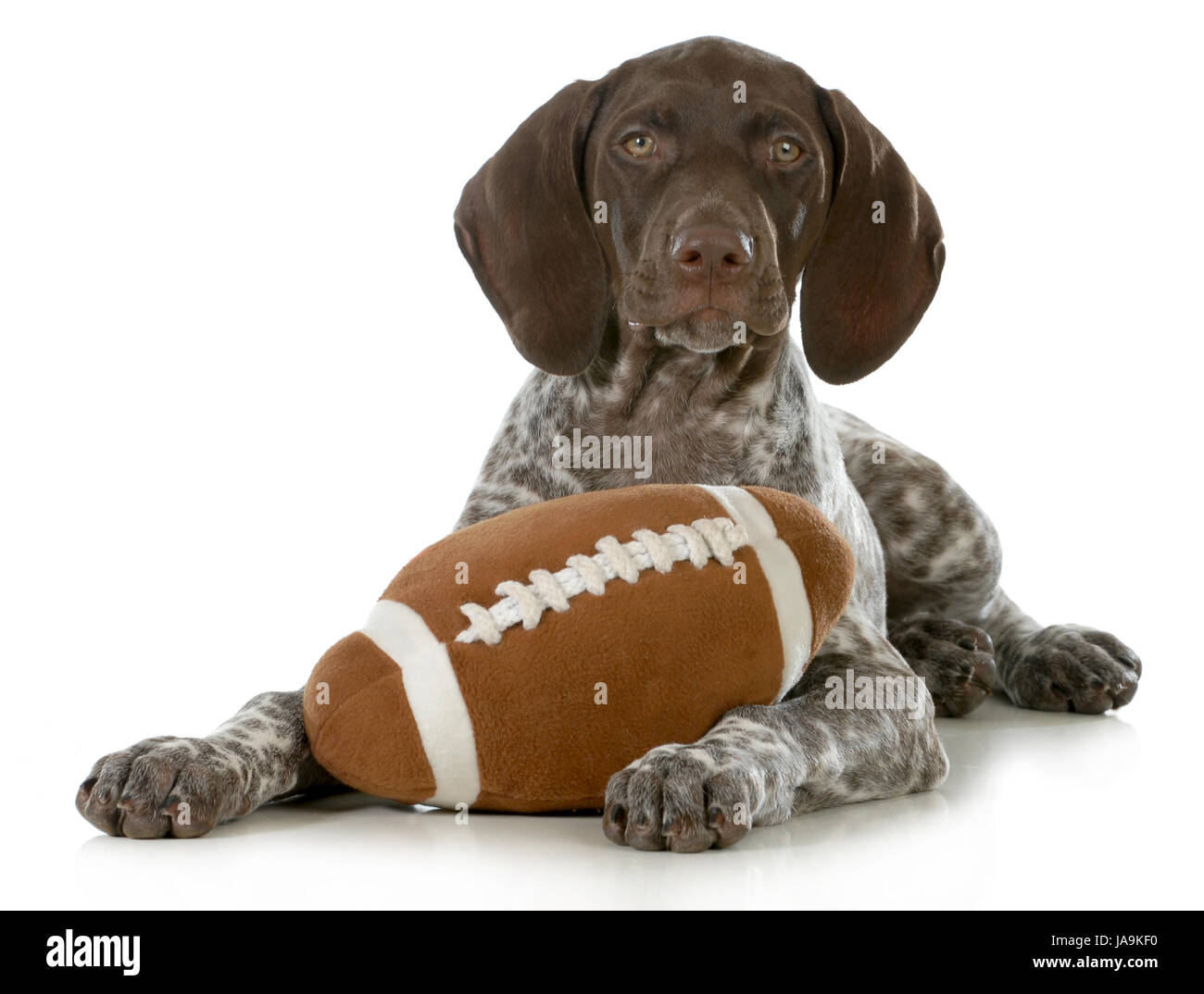 game, tournament, play, playing, plays, played, isolated, animal, pet ...