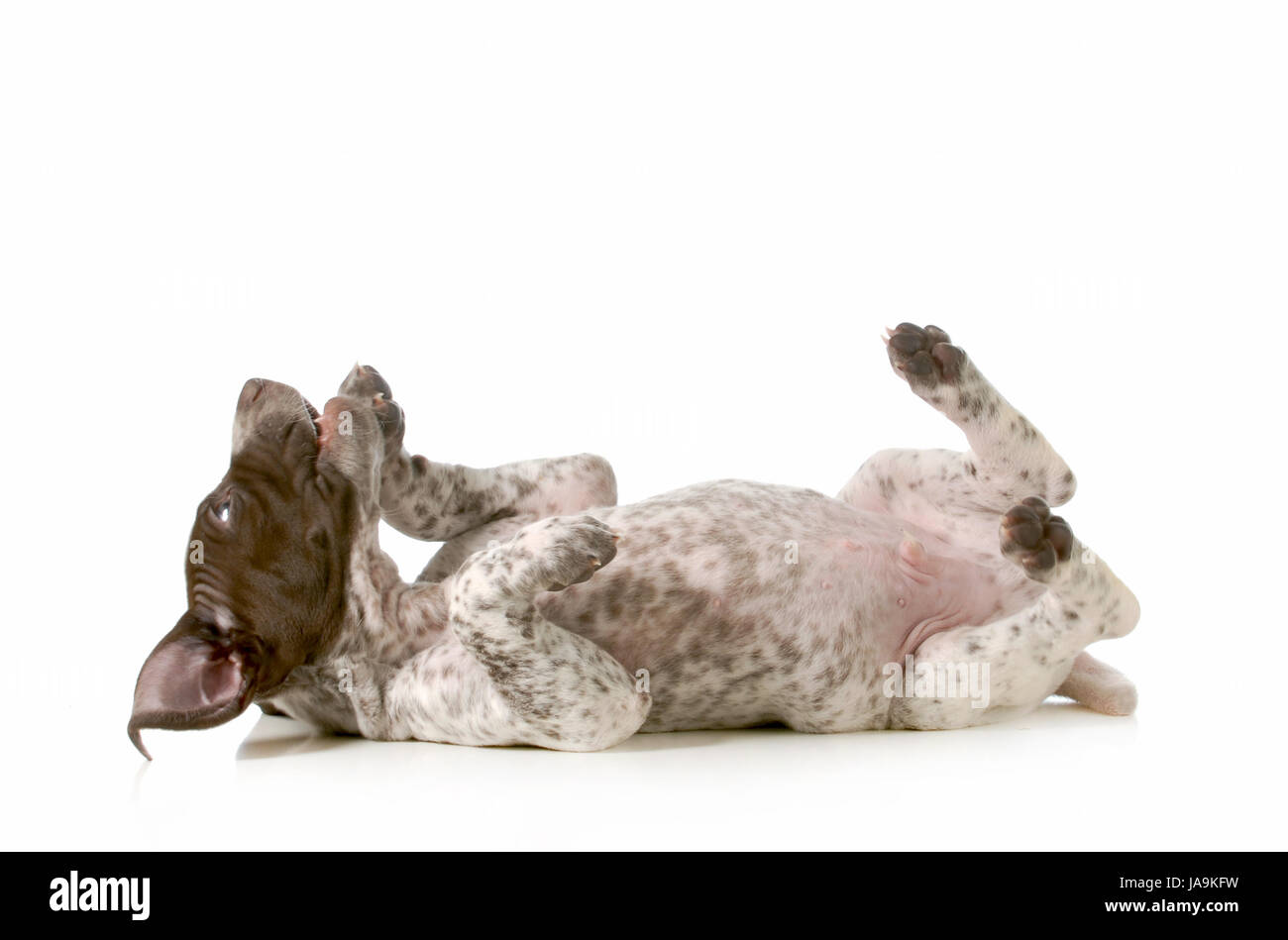 playful puppy - german short haired pointer puppy laying on back ...