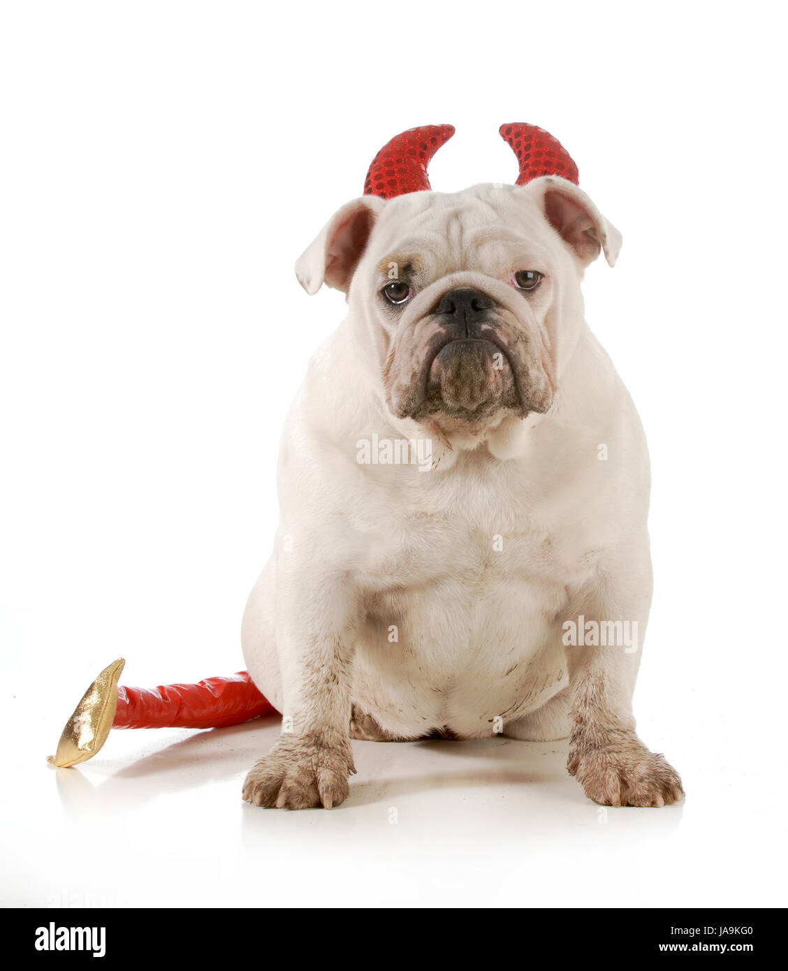 dirty dog - english bulldog wearing devil ears and tail isolated on ...
