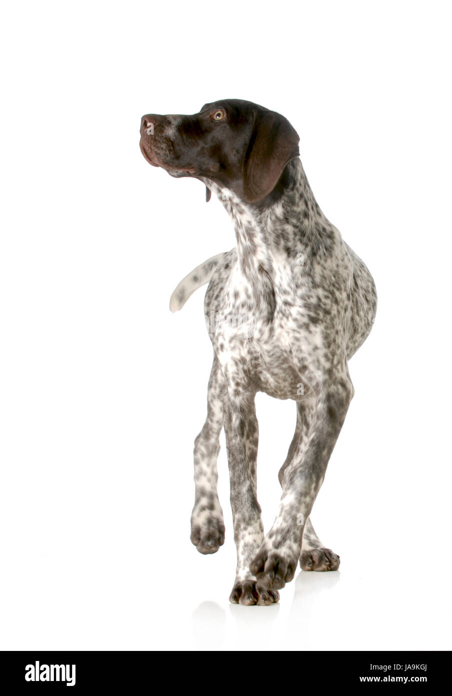 dog walking - german shorthaired pointer walking isolated on white ...