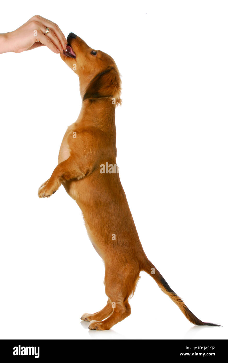 Long hind legs hi-res stock photography and images - Alamy