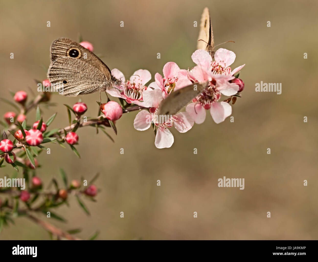 insect, butterfly, australia, australian, beautiful, beauteously, nice ...
