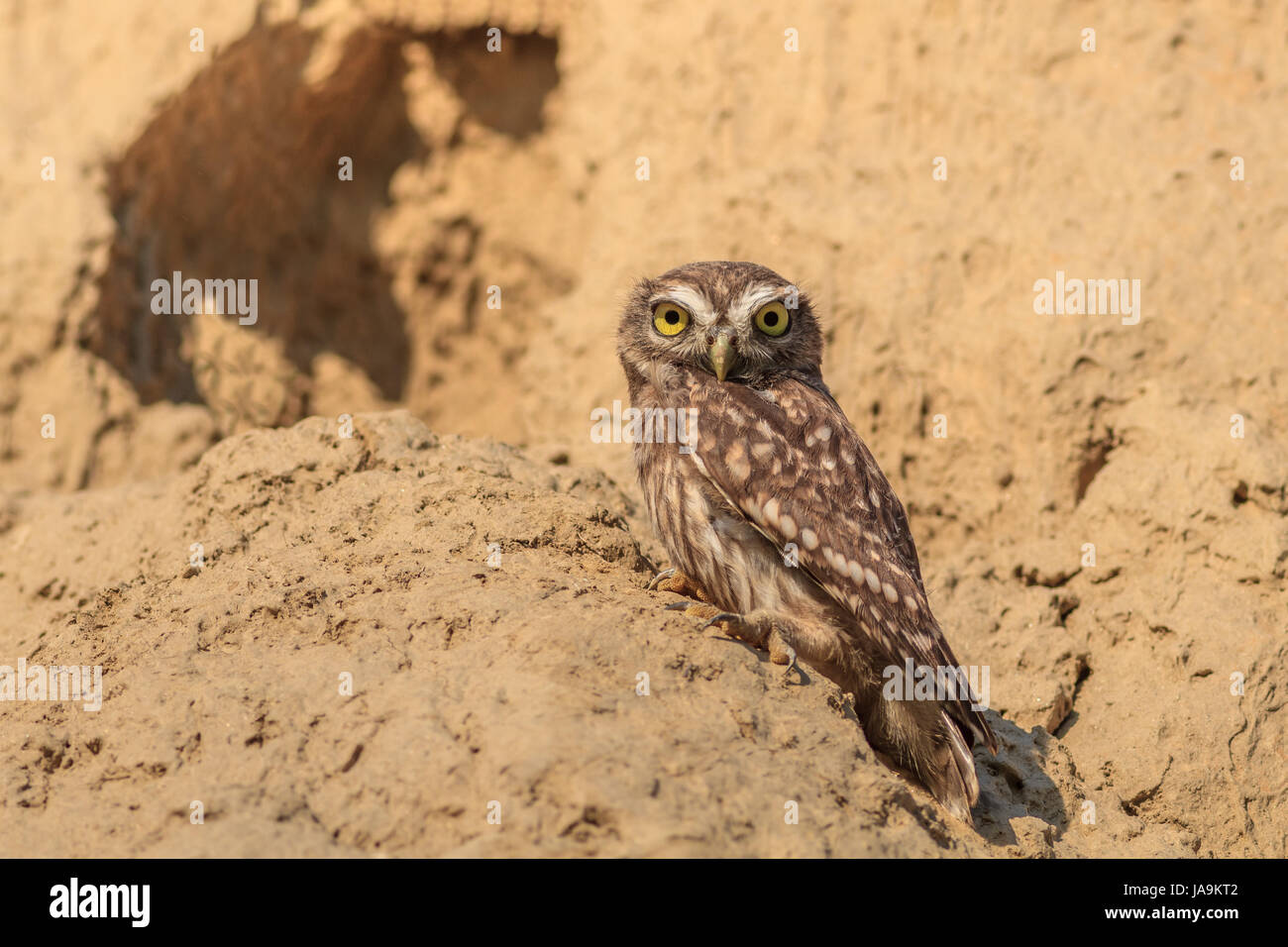 animal, bird, wildlife, owl, burrow, burrowing, isolated, animal, bird ...