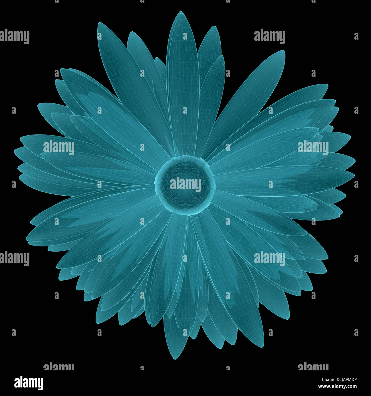 X Ray Photos Of Flowers