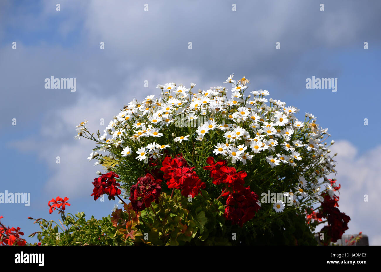 worms eye, blue, flower, flowers, plant, blossom, firmament, sky ...