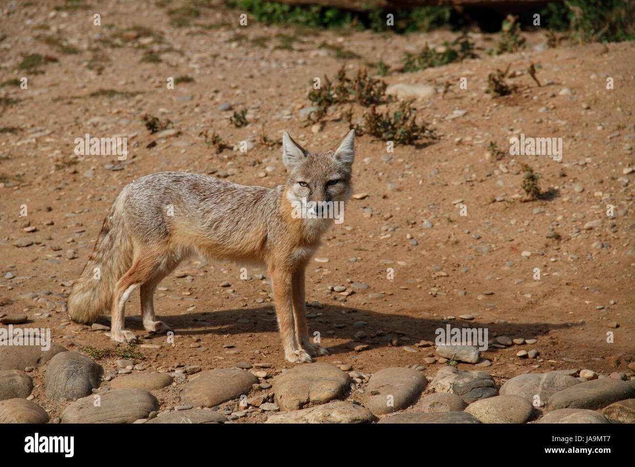 Desert Fox Stock Photos & Desert Fox Stock Images - Alamy