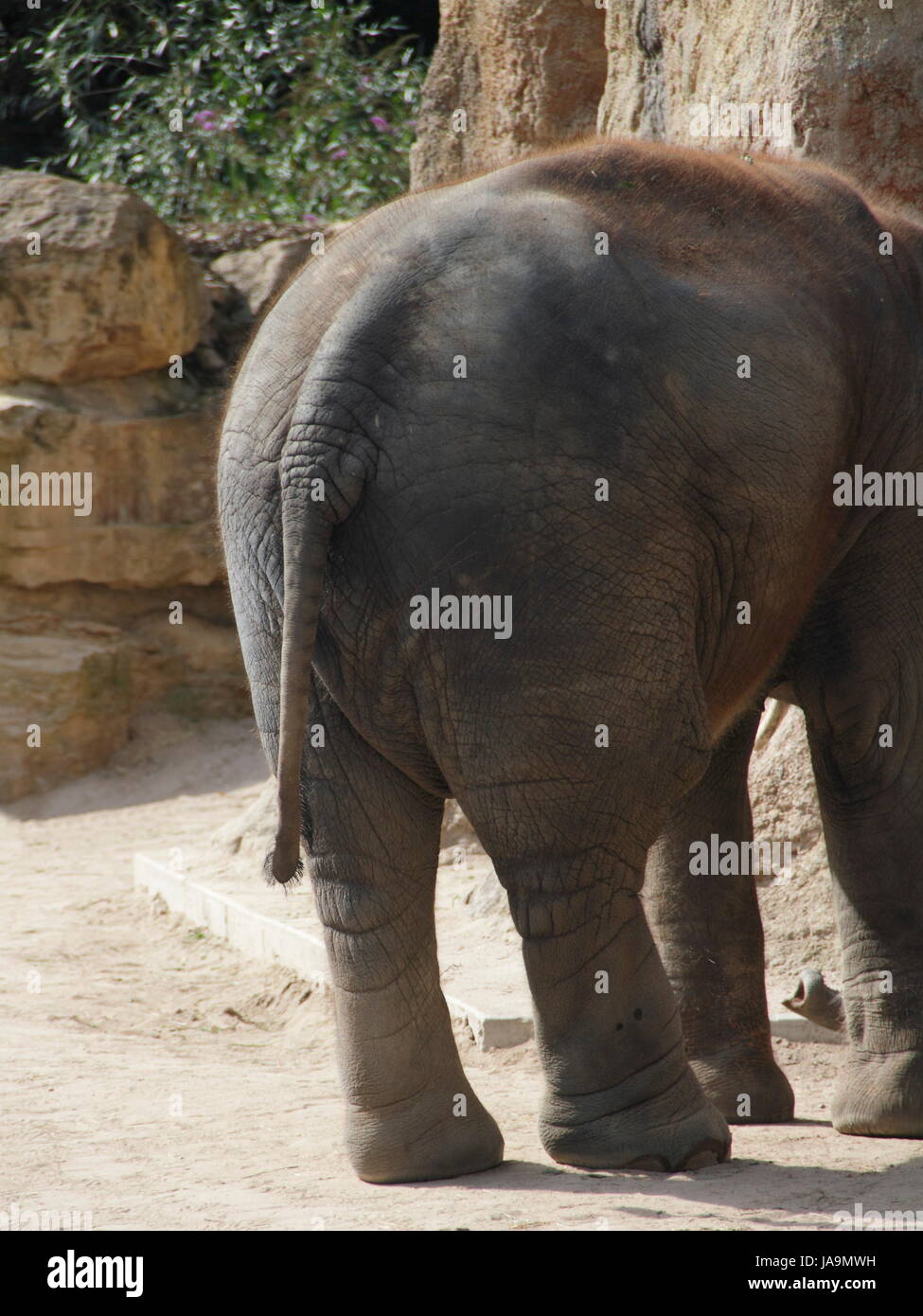 Elephant intelligence hi-res stock photography and images - Alamy