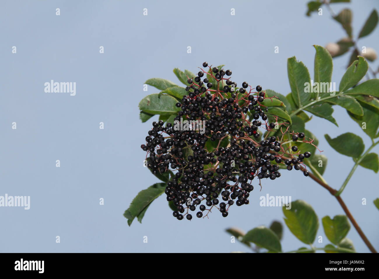 Hollunder hi-res stock photography and images - Alamy