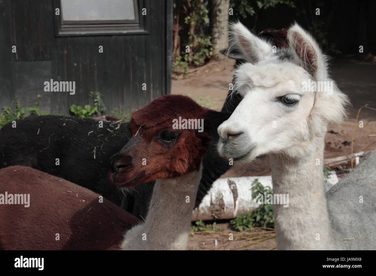 animal, pet, mammal, portrait, skin, location shot, wool, chile, alpaca ...