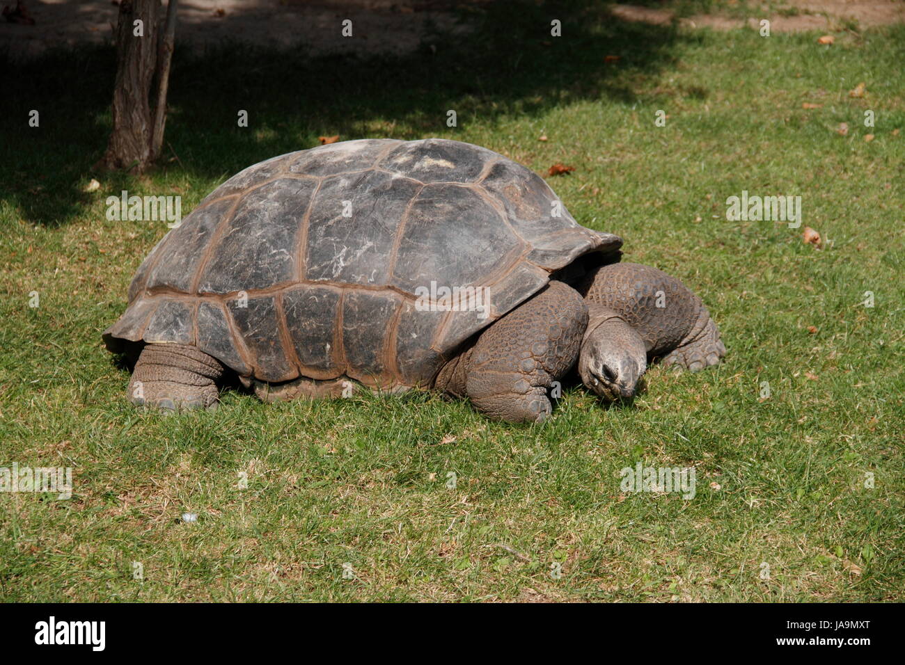 Scrabble tier hi-res stock photography and images - Alamy