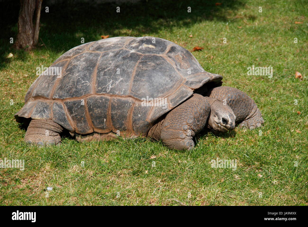Scrabble tier hi-res stock photography and images - Alamy