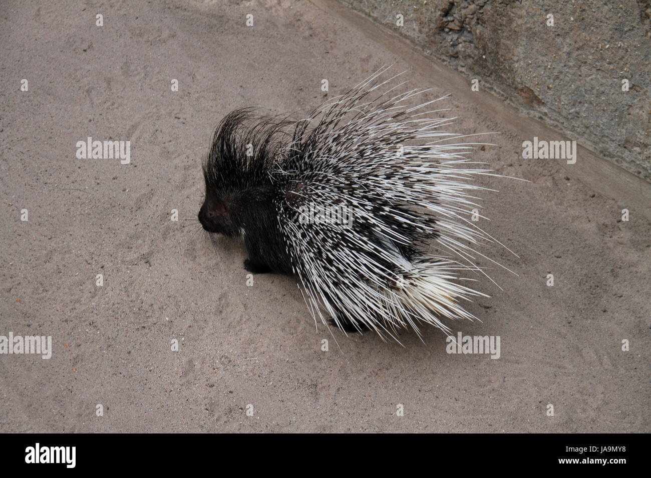 animal, mammal, snug, rodent, location shot, protect, protection ...