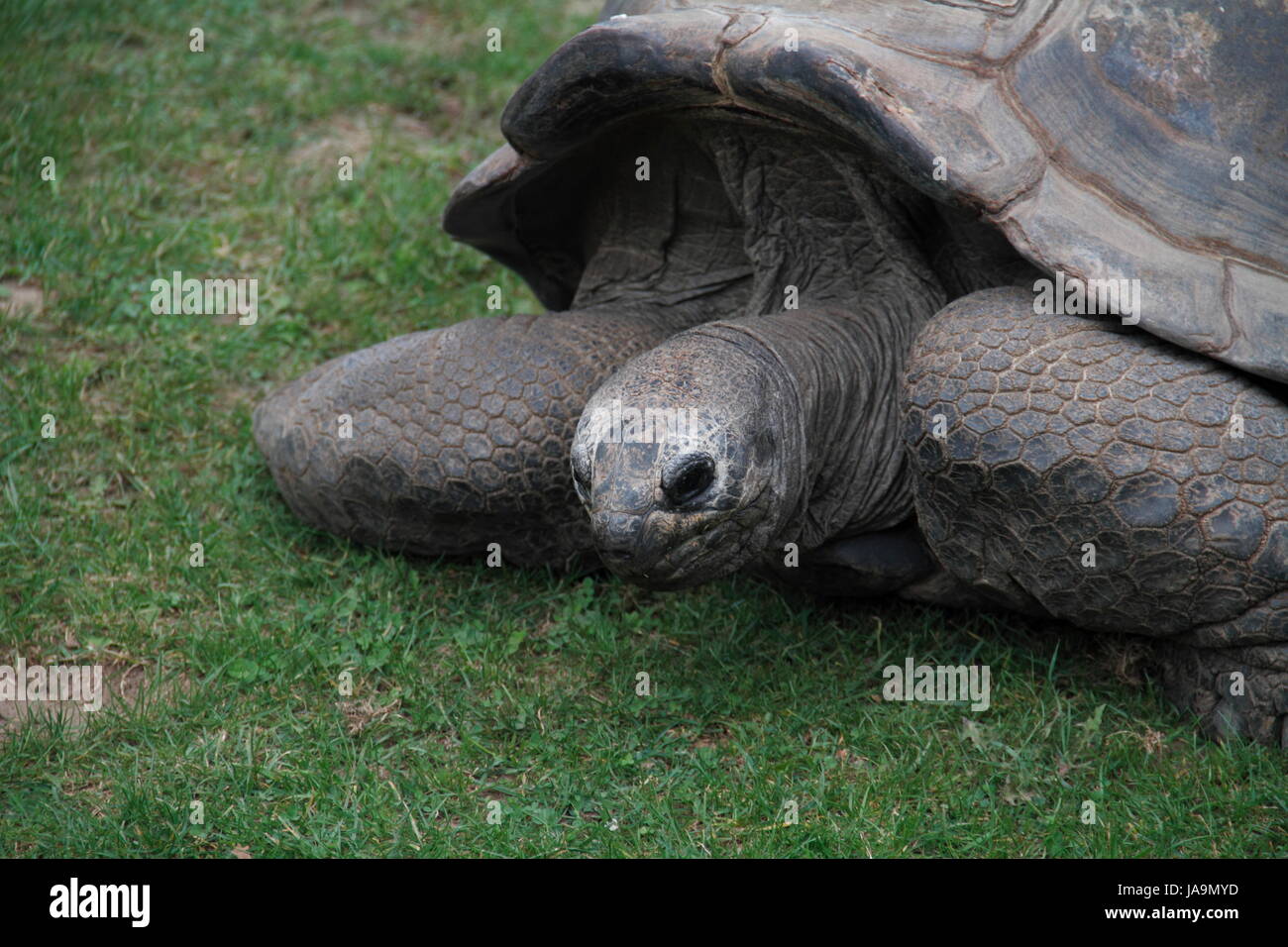 Scrabble tier hi-res stock photography and images - Alamy