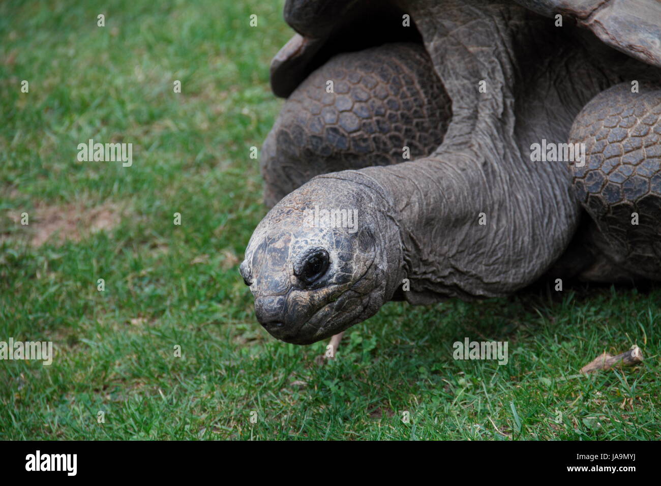 animal, scrabble, crawling, snug, location shot, anciently, protect ...