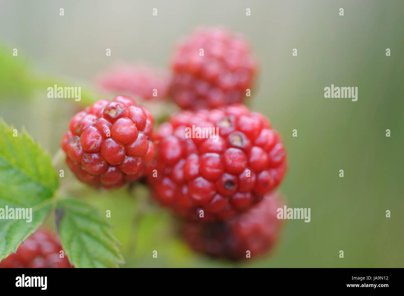 black, swarthy, jetblack, deep black, ripe, progenies, fruits, fruit ...