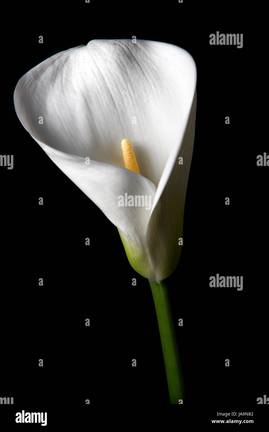 flower, plant, bloom, blossom, flourish, flourishing, flowers, lily ...