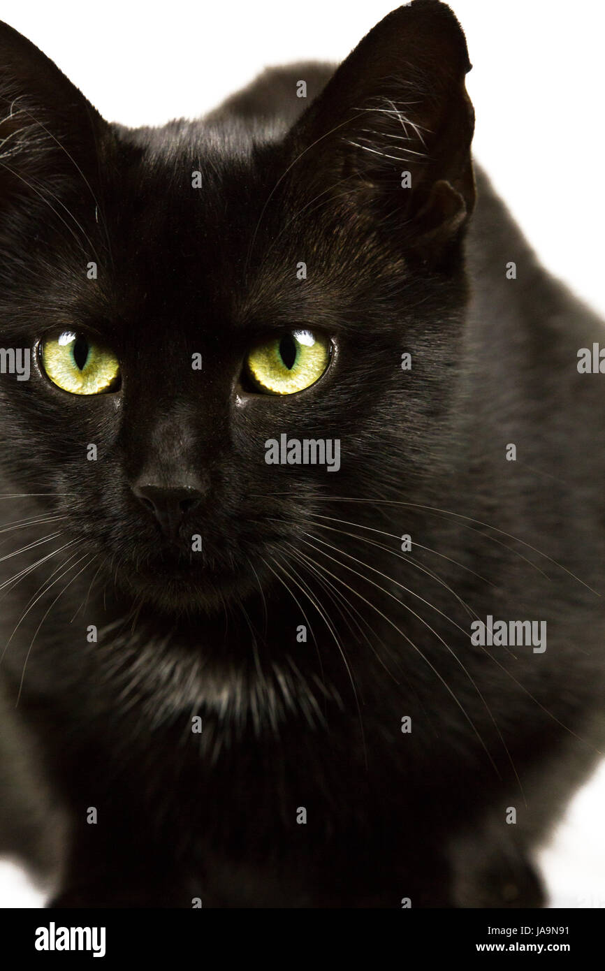 black, swarthy, jetblack, deep black, eyes, look, glancing, see, view ...