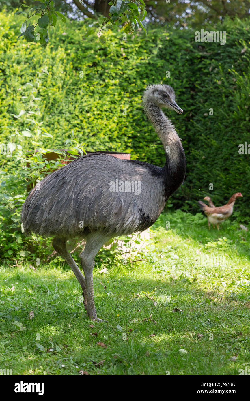 garden, animal, bird, birds, wing, feathering, poultry, farm, farm ...