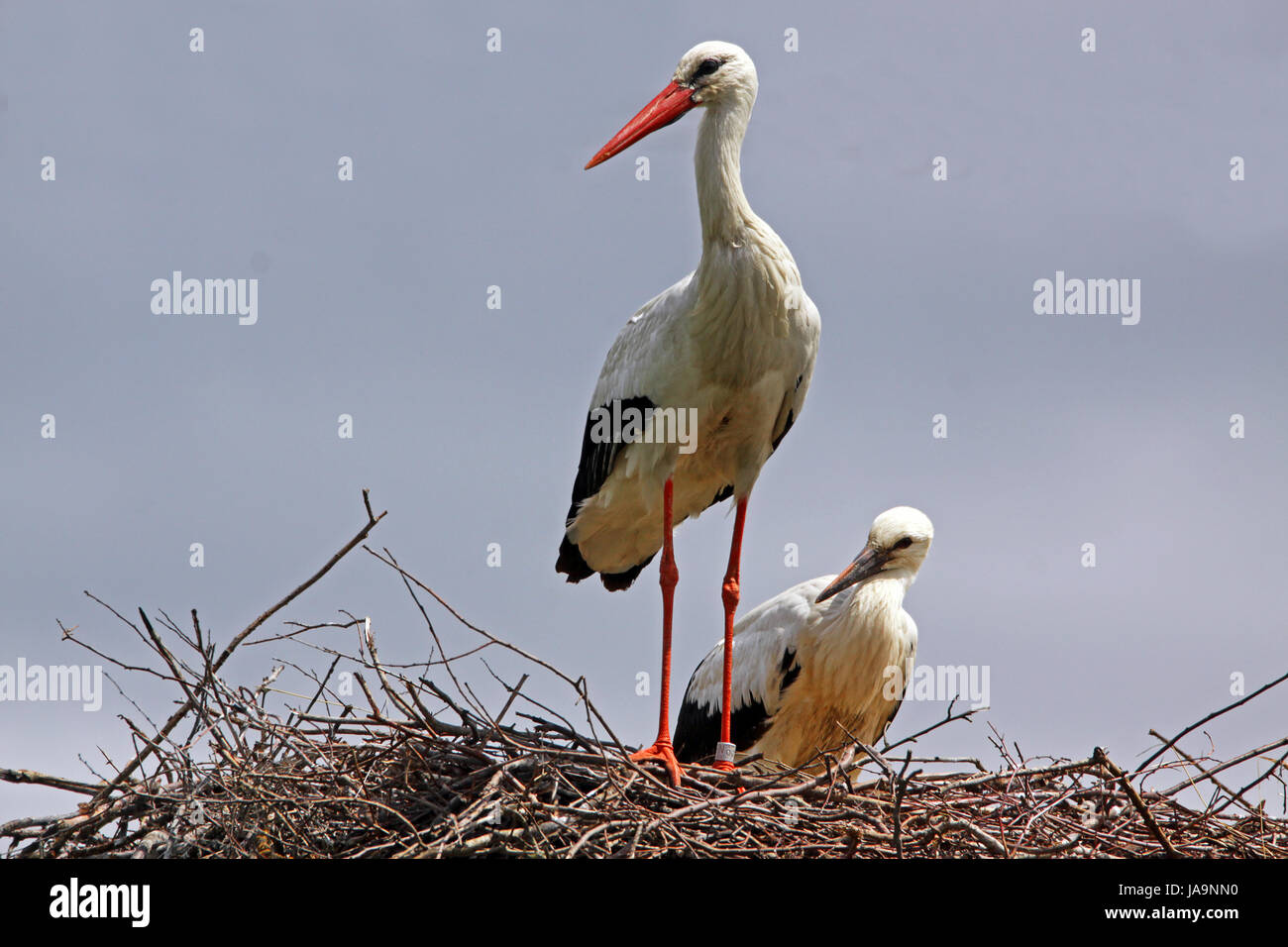 stork with young stork Stock Photo - Alamy