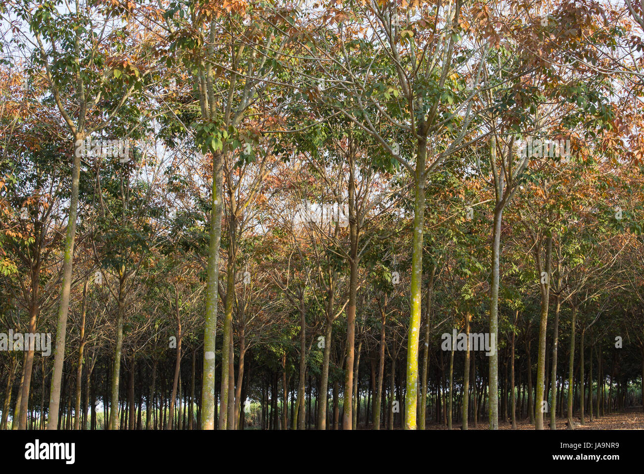 tree, trunk, palm tree, vertical, textured, nature, tree, brown ...