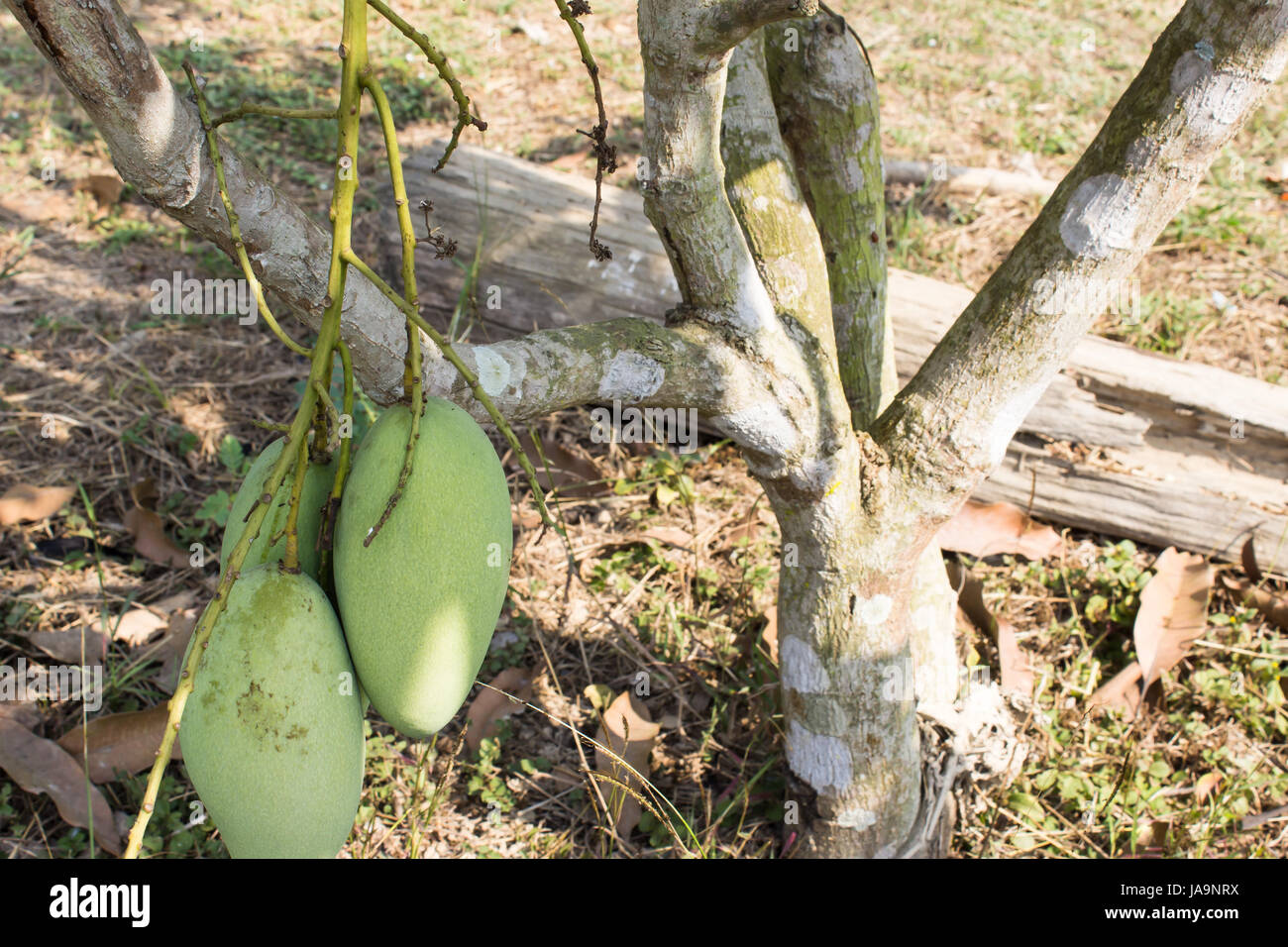 tree, palm tree, vertical, textured, nature, tree, brown, brownish ...