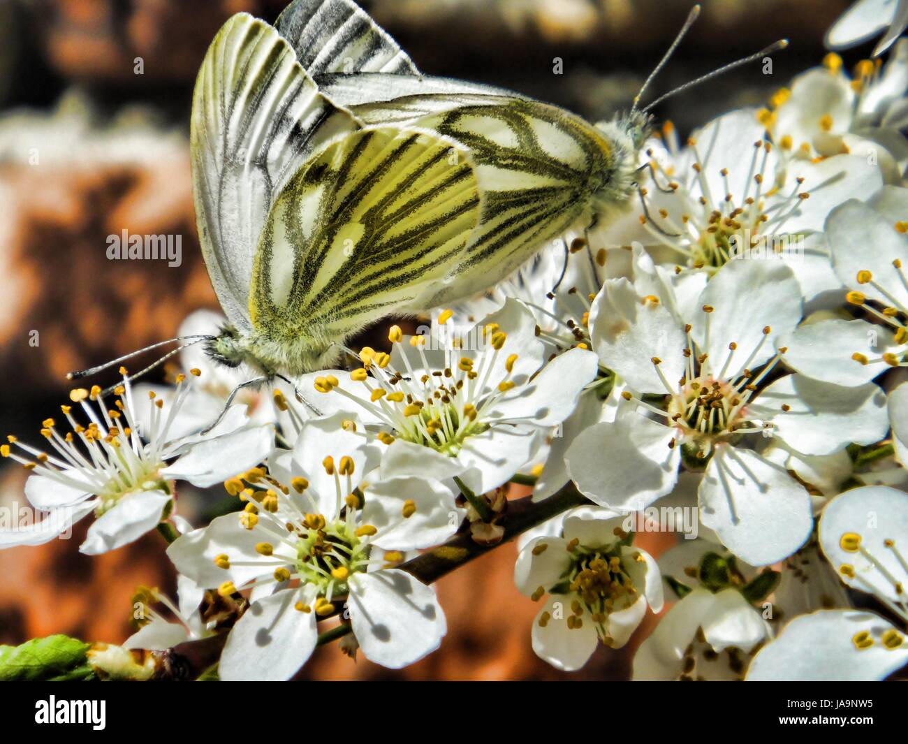 closeup, flower, plant, butterfly, butterflies, mating, mate, blue ...