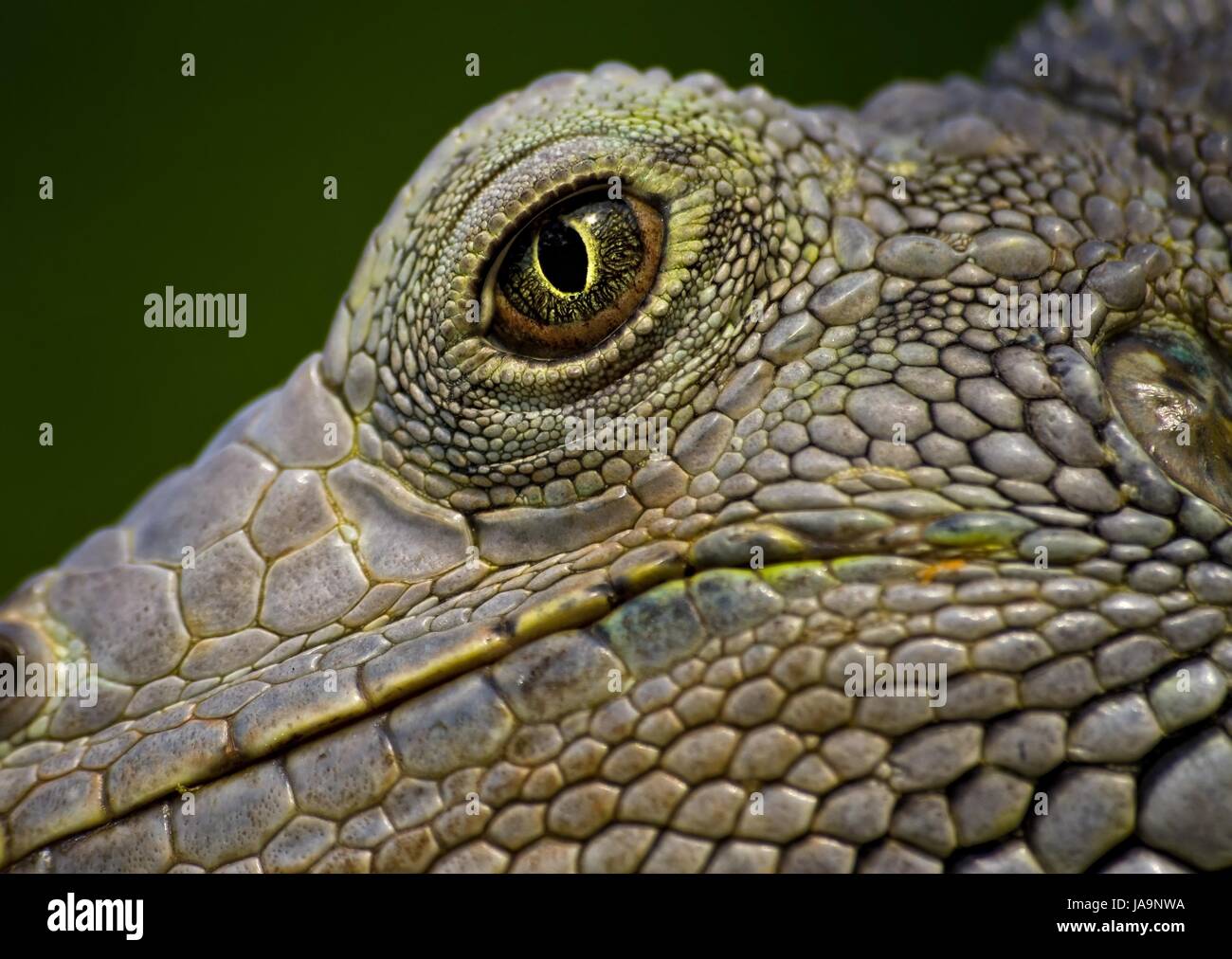 eye of an iguana in detail Stock Photo - Alamy