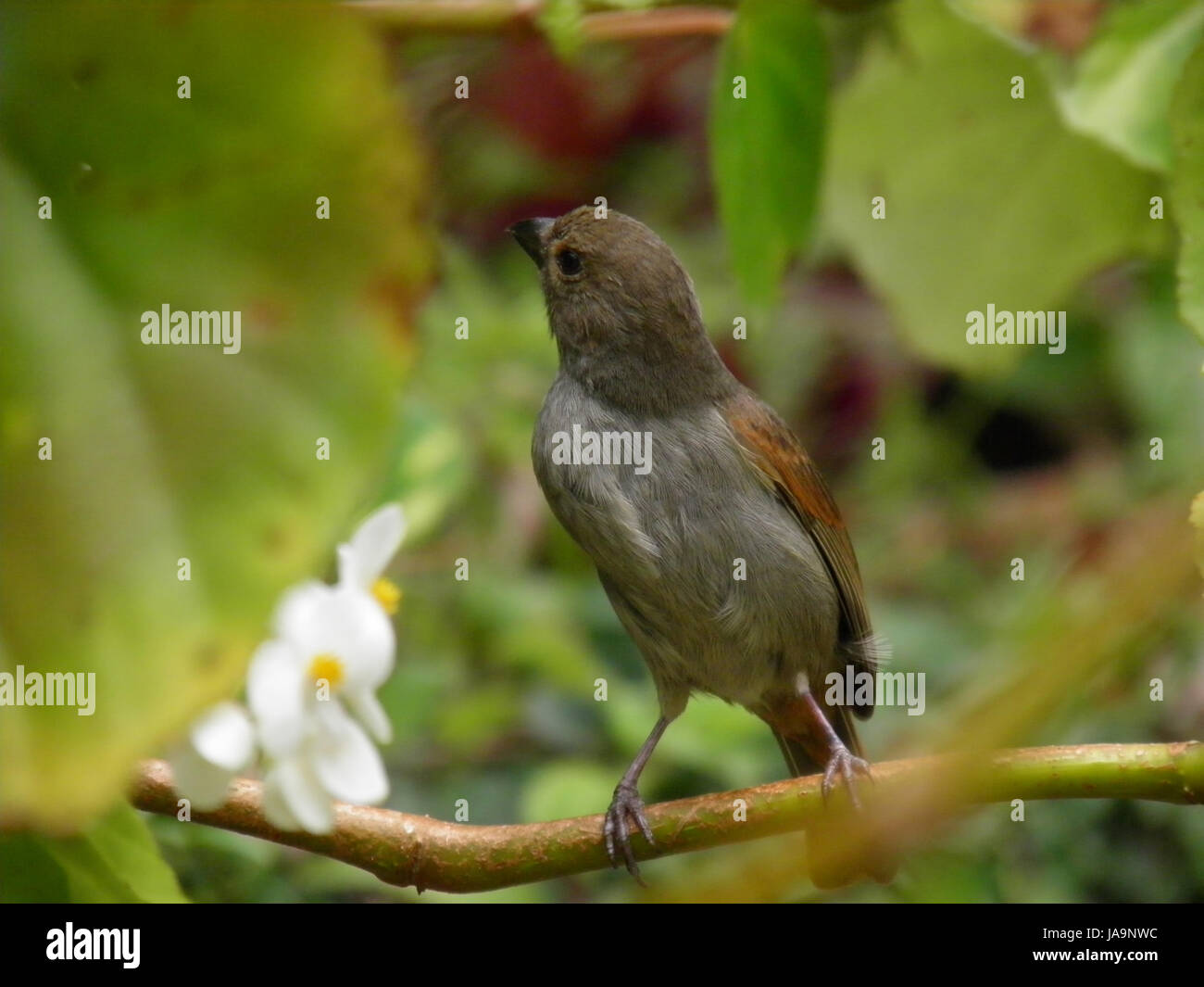 leaf, closeup, bird, spring, branch, grey, gray, blue, beautiful ...