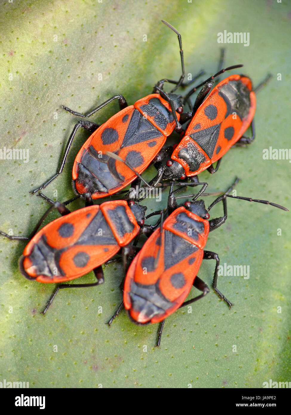 four, bug, insects, fauna, black, swarthy, jetblack, deep black, four ...