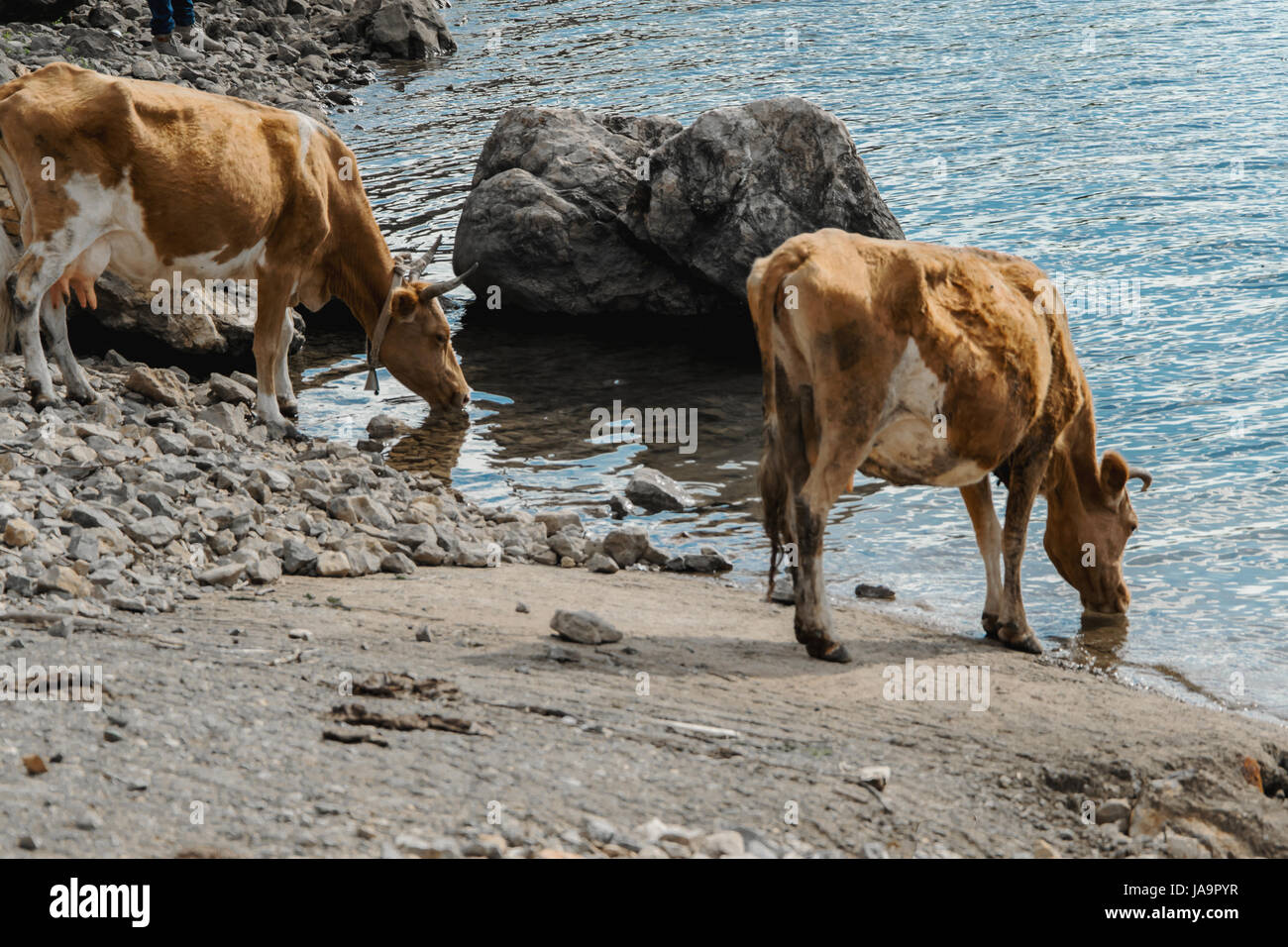 Cows drinking water in the river Stock Photo - Alamy