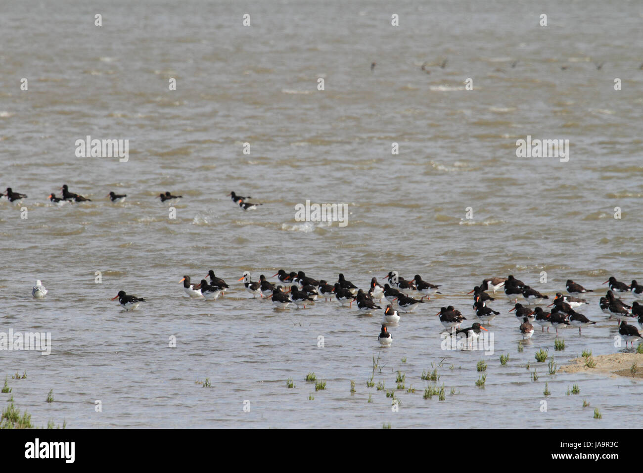 bird, water, north sea, salt water, sea, ocean, birds, watt, tides ...