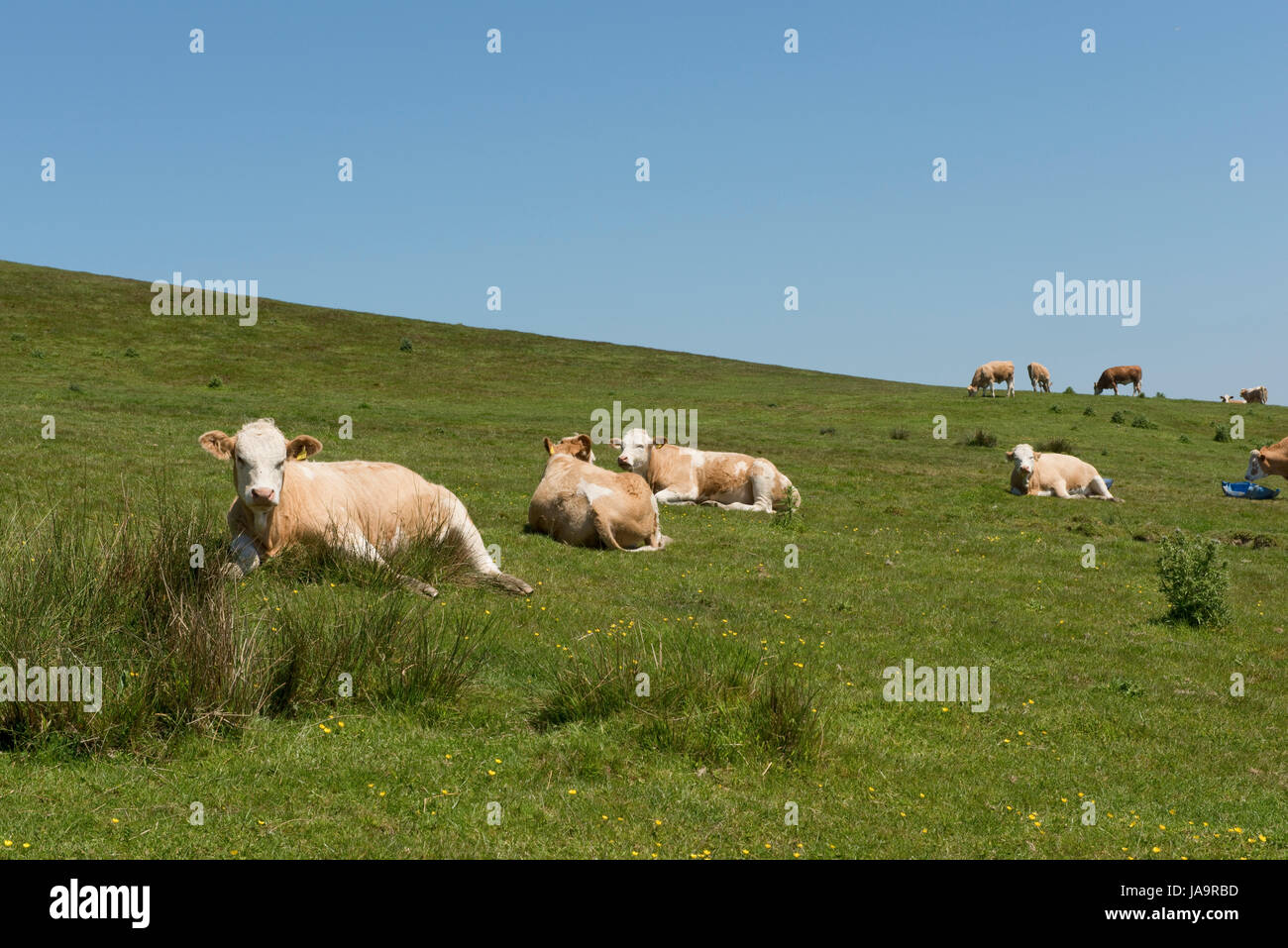 Simmental cattle hi-res stock photography and images - Alamy