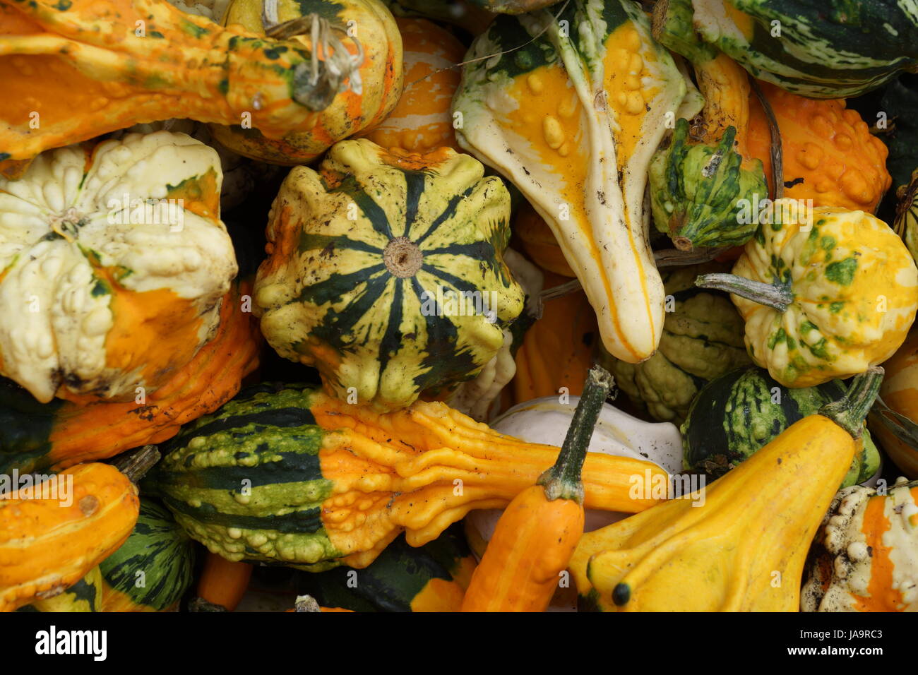 Assorted colorful squashes Stock Photo - Alamy