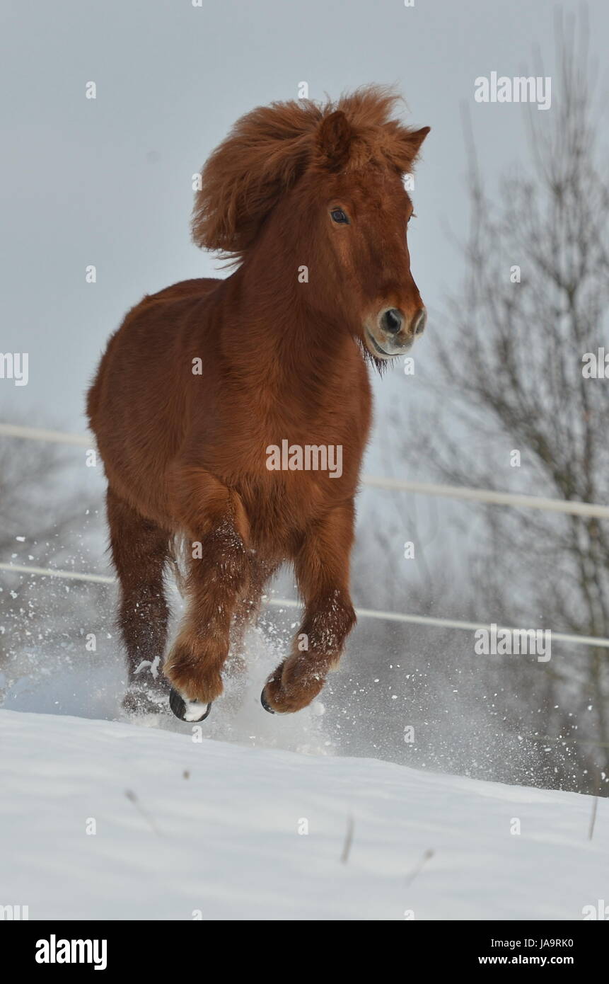 Islandpferd fuchs hi-res stock photography and images - Alamy