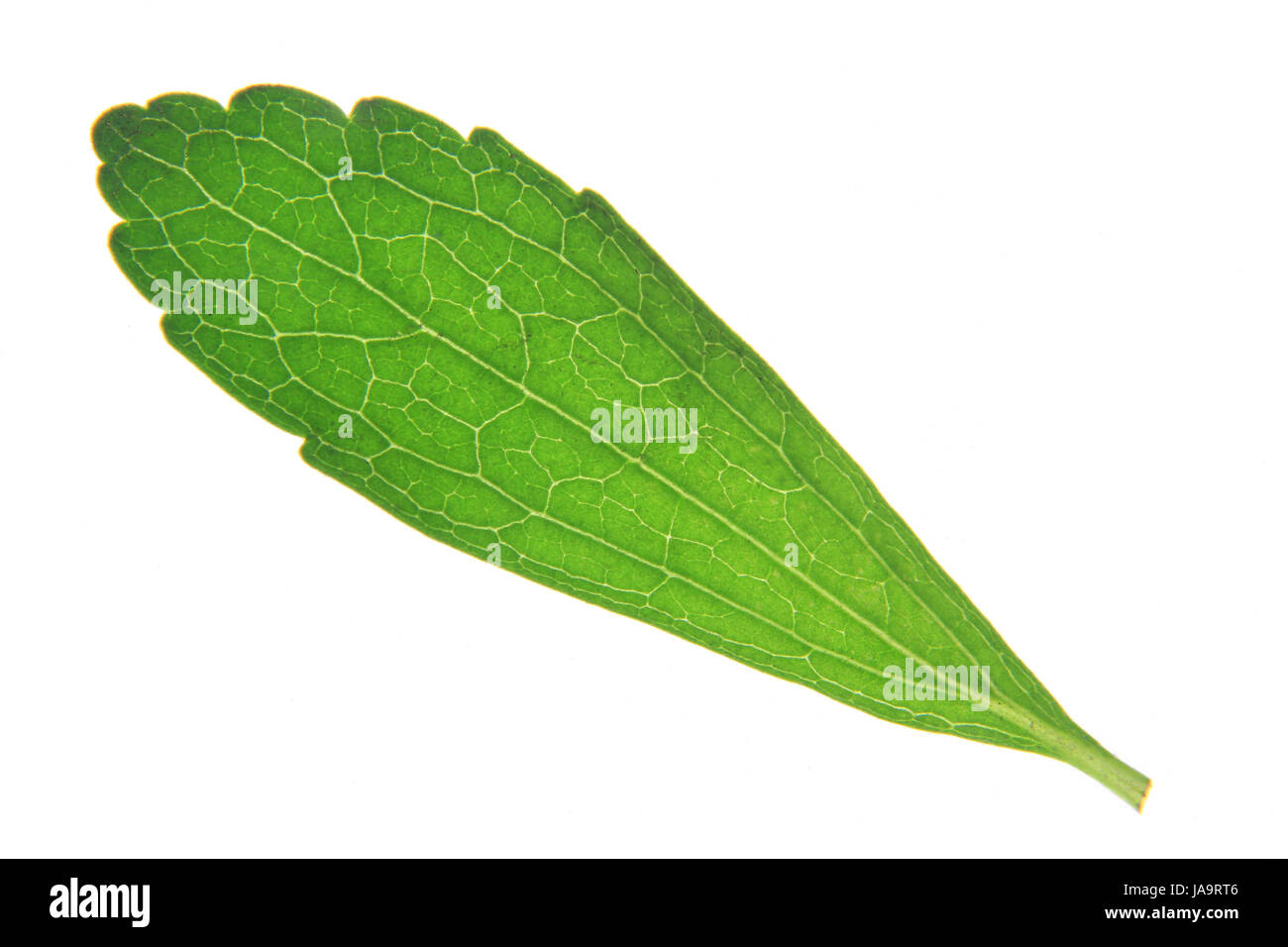 isolated, optional, green, nobody, page, sheet, fresh, sweetly ...