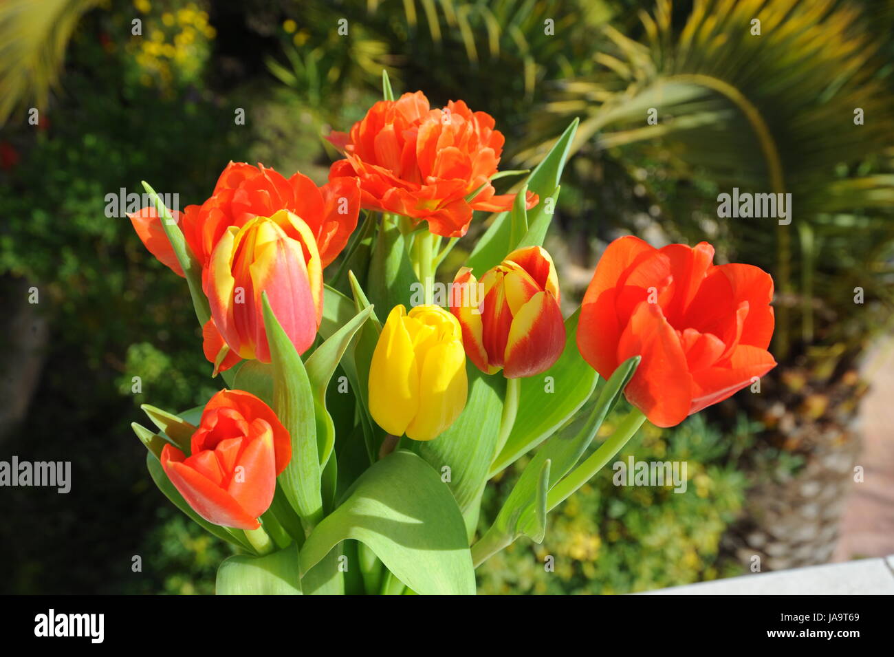 garden, gardens, parks, garden, cut flowers, gardens, parks, red ...