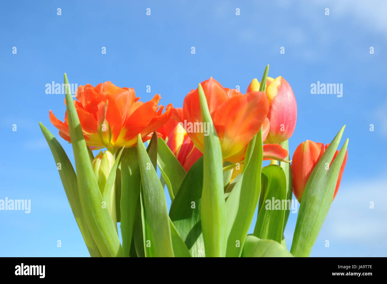 garden, gardens, parks, garden, cut flowers, gardens, parks, red ...