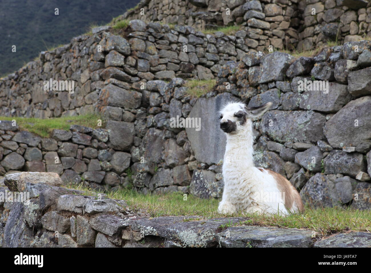 south america, peru, andes, llama, incas, ruins, south america, secret ...
