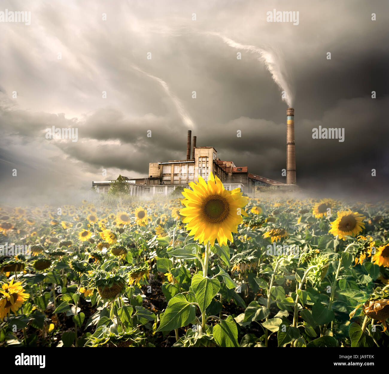 smoke, smoking, smokes, fume, danger, leaf, environment, enviroment ...