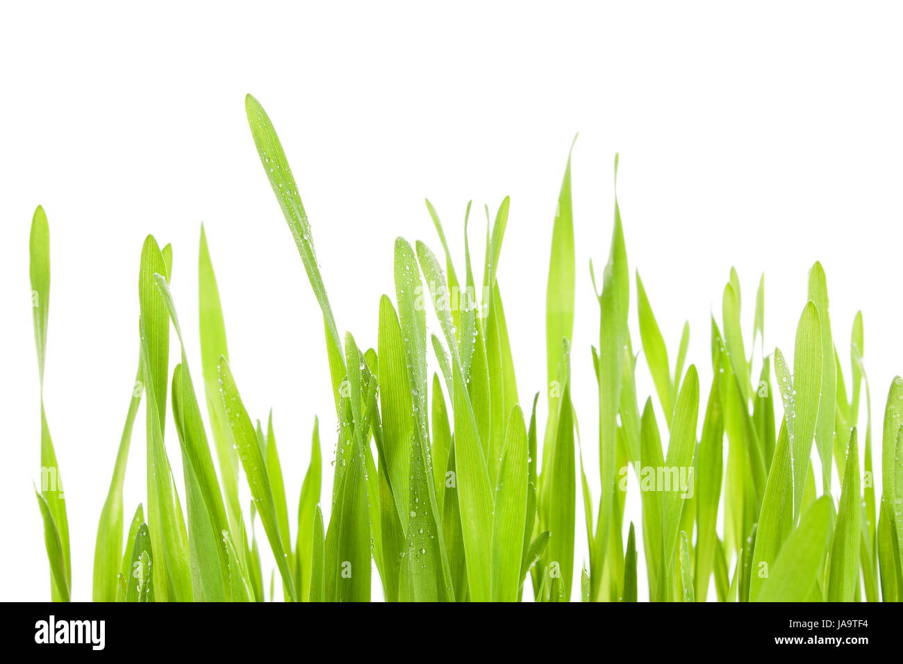 Young barley grass isolated on white background Stock Photo - Alamy