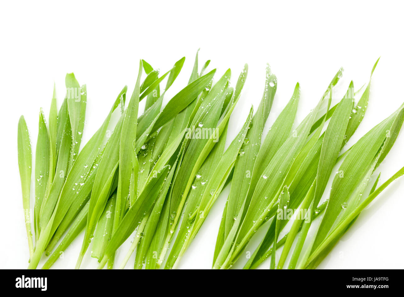 Young barley grass isolated on white background Stock Photo - Alamy