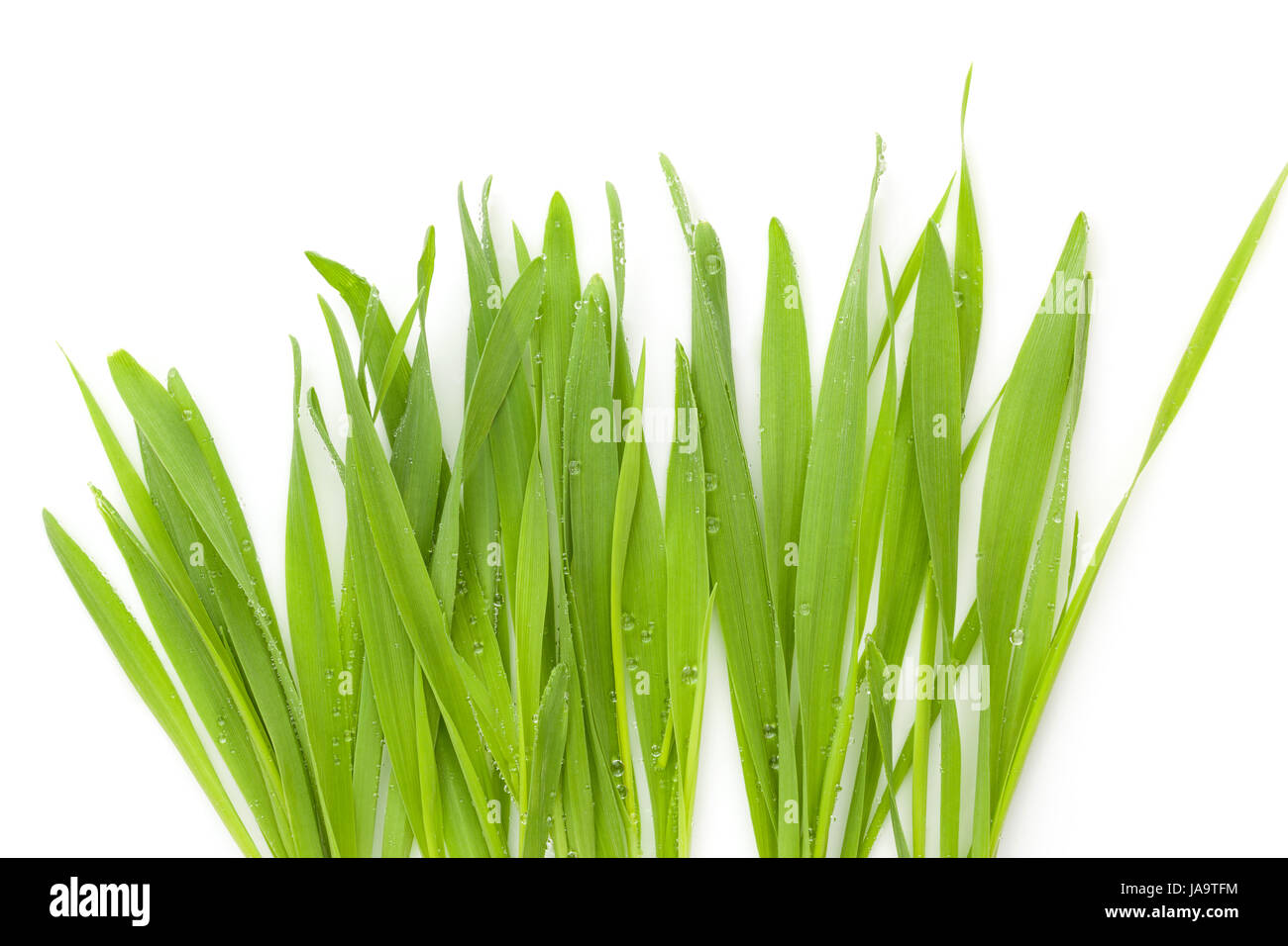 Young barley grass isolated on white background Stock Photo - Alamy