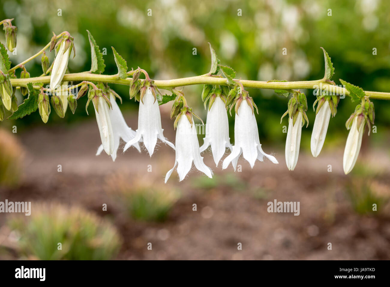 Flowers white bells Stock Photo - Alamy